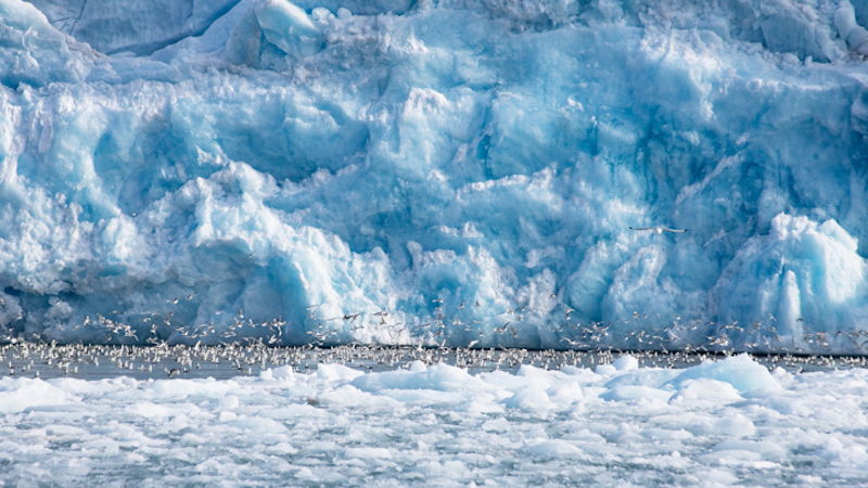 We Made It: Wildlife photographer Roger Hooper | The Arts Desk