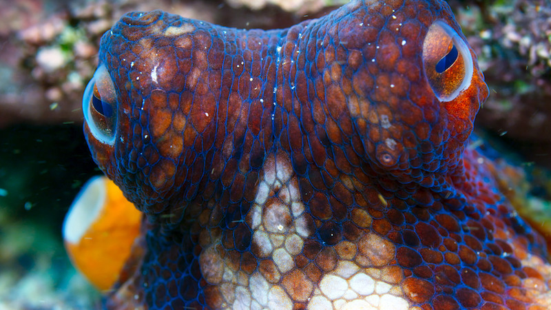 Blue Planet II, BBC One review - just how fragile?