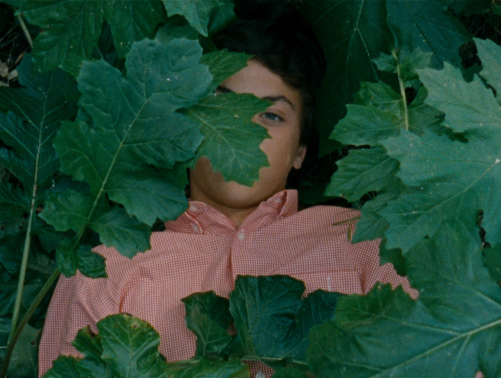 The Metamorphosis of Birds review - picture perfect