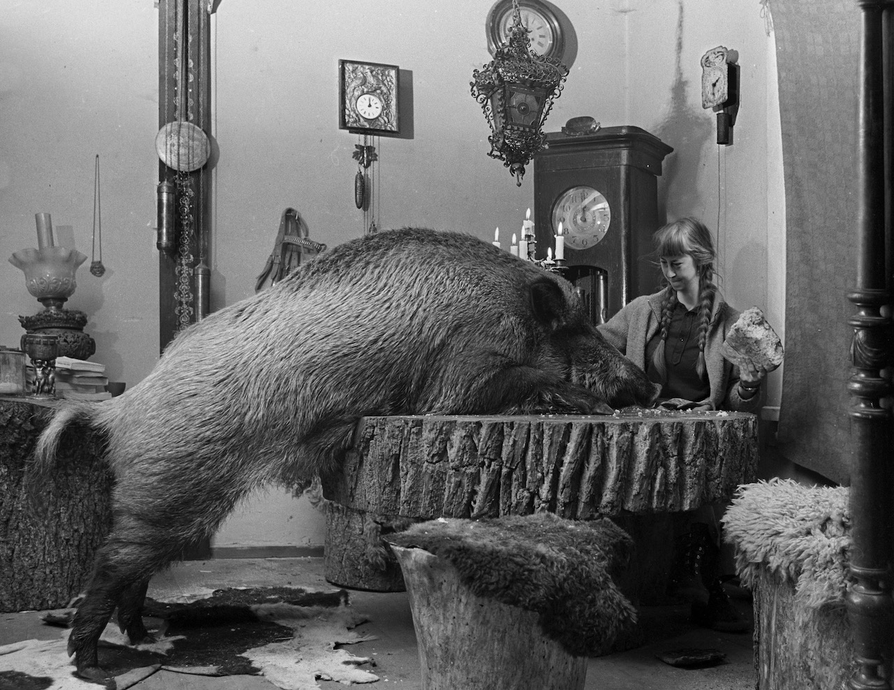 Keggie Carew : Beastly review - the history of animals and us