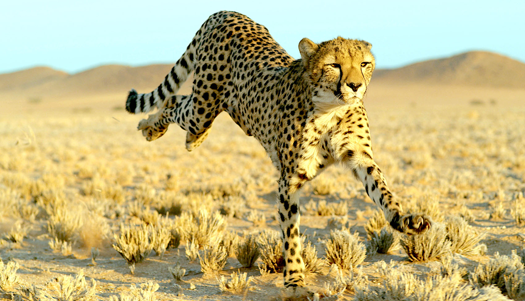 Big Cats, BBC One review - how cats conquered the world