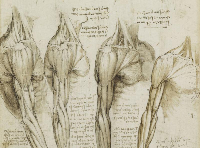 The Culture Show at Edinburgh: Leonardo da Vinci - The Anatomist, BBC ...